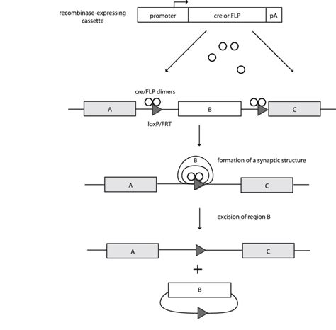 Genomic Engineering Using Creflp Mediated Dna Recombination Cre Or