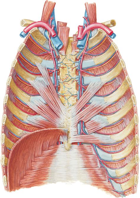 Internal Thoracic Vein And Artery