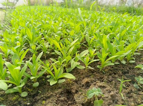 ° সুস্বাদু আগস্ট মেলন ফল 😮🍉 আগস্ট মেলন একটি গ্রীষ্মকালীন ফল যা আগস্ট মাসে পাকে। এটি দেখতে ছোট