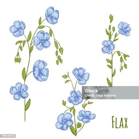 아마 식물의 큰 세트 푸른 꽃 새싹 녹색 줄기 잎에 흰색 배경 디자인에 대 한 식물 그림 손 조각 빈티지 스타일 에칭 벡터 그리기 0명에 대한 스톡 벡터 아트 및 기타