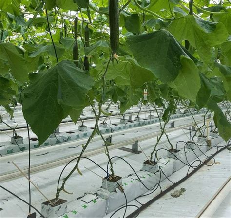 Coco Grow Bag Size 20 X 100 X 20 Cm At ₹ 130piece In Coimbatore Id