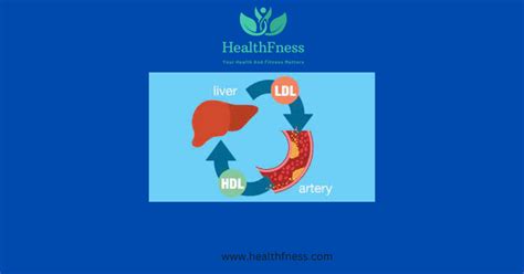 Ldl And Hdl Cholesterol Understanding Their Impact On Heart Health 2023 Healthfness