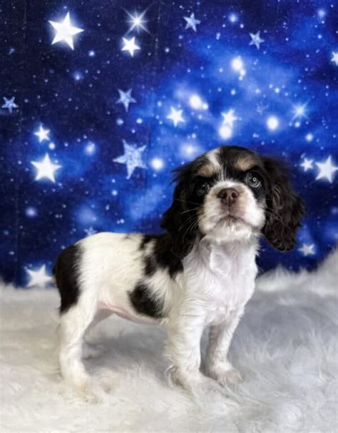 Camila Female Cocker Spaniel Puppies From Pa