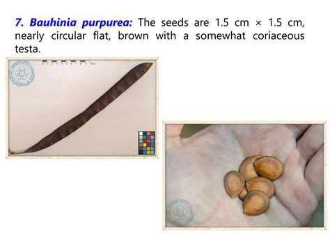 Identification Of Seeds Of Important Tree Sps Pptx Pptx Gardening Home Garden