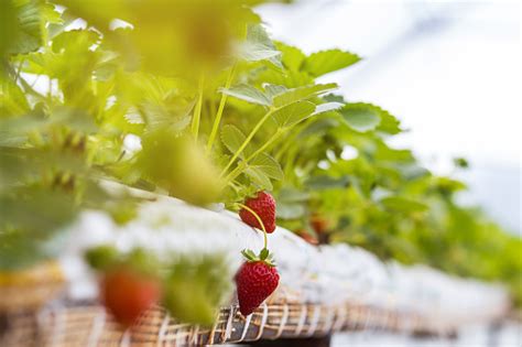 딸기 농장 재배 온실 실내 딸기 농장 안에 딸기 필드에서에서 신선한 딸기에에서 딸기 수경 법 행의 산업 성장 딸기 재배 건강한 생활방식에 대한 스톡 사진 및 기타 이미지