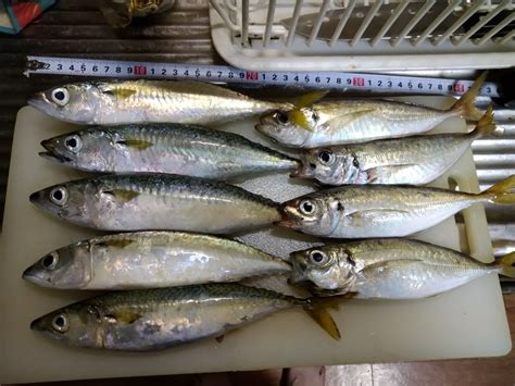 Kuny Mits国光 さんの 2023年10月24日のアジの釣り・釣果情報佐賀県 名護屋漁港 アングラーズ 釣果600万