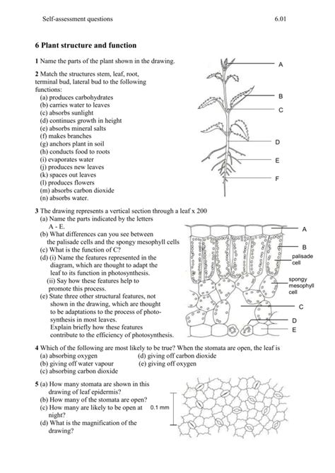 Plant Structure And Function