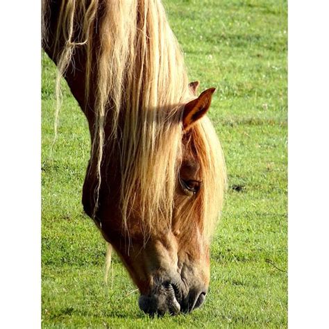 Кога се ограничава пашата на работния кон Български Фермер