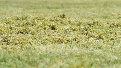 Grass Floor Background Images Hd Pictures And Wallpaper For Free Download Pngtree