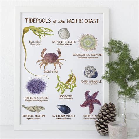 Pacific Coast Tidepools Art Print Watercolor Art Print Yardia