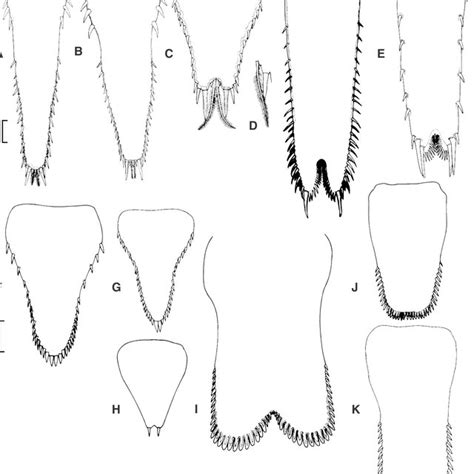Morphological Features Typical Of The Mysidae Download Scientific