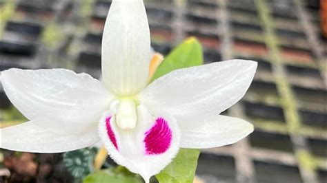 Chia Sẻ 5ct Cờ Đỏ Kt Bd Vt Pleiku Snsl Kiều Chi Mvl Sen Hồng Hy Hồng Phai Kv21 7 2024 Lh