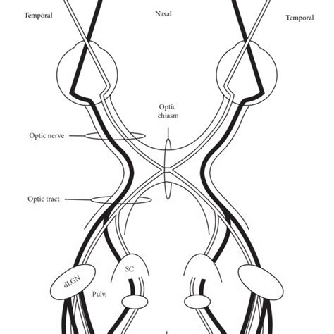 The Main Projection Pathways Of The Primate Visual System Temporal