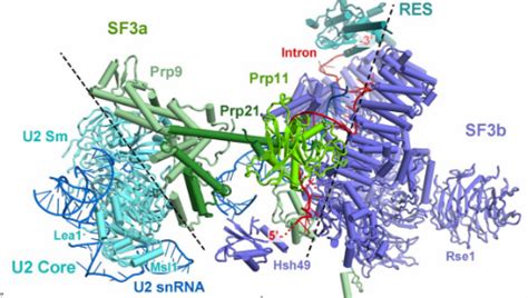 Spliceosome Creative Biostructure Blog