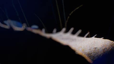 camp mograph australia 2024 title sequence behance