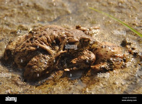 Toad Amphibian During The Spring Awakening And Mating Stock Photo Alamy