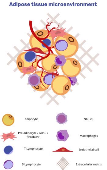Exploring The Adipose Tissue Microenvironment How It Shapes Cancer Therapy Outcomes Cherry