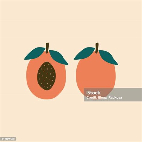 뼈와 녹색 잎 손으로 그린 벡터 일러스트레이션이있는 살구 로고 또는 아이콘을위한 평면 스타일로 건강한 식생활을위한 고립 된 여름 과일 살구에 대한 스톡 벡터 아트 및 기타