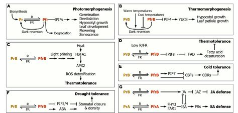 Figure 1 From A Multifaceted Action Of Phytochrome B In Plant