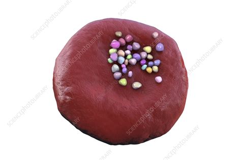 Erythrocyte With Plastic Microparticles Illustration Stock Image F042 7794 Science Photo