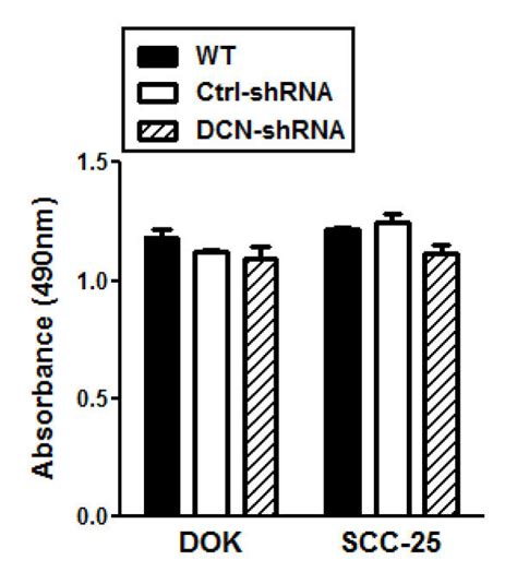 Decorin Silencing Does Not Affect Dok Or Scc 25 Cell Download