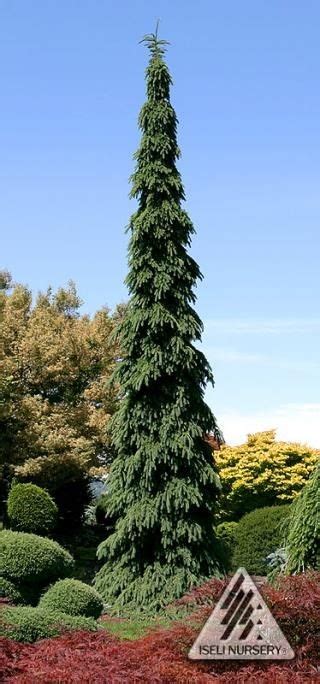 Weeping White Spruce