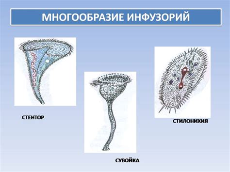 Инфузория туфелька Презентации по биологии