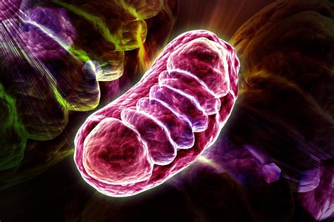Autism Spectrum Disorder May Be Caused By Defects In The Mitochondria