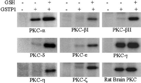 Effect Of Gsh On Gstp1 Phosphorylation By Pka And Pkc A Gstp1