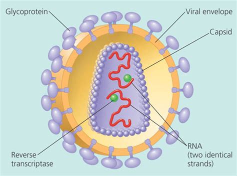 Bacteria Cell Unlabeled
