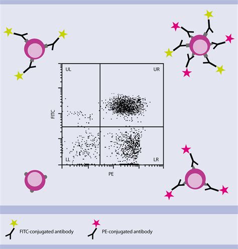 Flow Cytometry Basics Miltenyi Biotec Usa