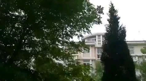 树影婆娑，鸟鸣啾啾 哔哩哔哩