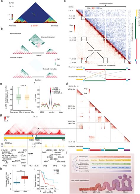 三维基因组学论文 三维基因组学新角度阐述胰腺癌发生机制 If17 521 百迈客生物