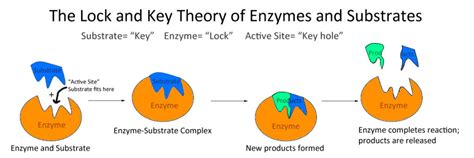 Biology Lock And Key Theory Diagram Quizlet