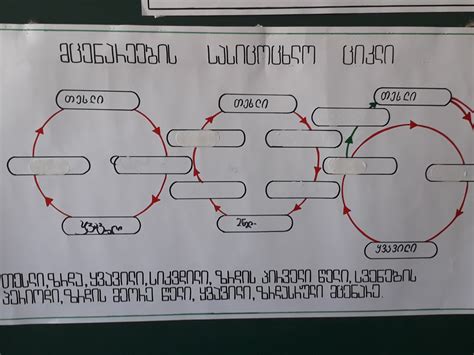 სსიპ ქალაქ ქუთაისის N36 საჯარო სკოლა სამოელო გაკვეთილი თემაზე „ყვავილოვანი მცენარეების