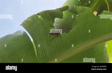 Bugs Life Cycle Stock Videos Footage HD And K Video Clips Alamy