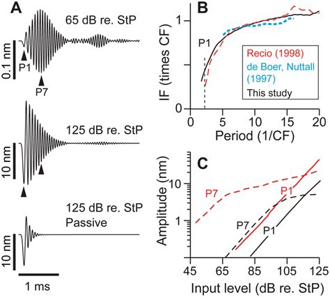 Nonlinearity In Impulse Responses A Basilar Membrane Responses To A