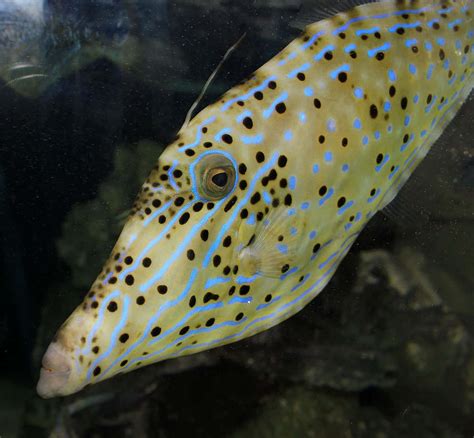 100 Filefish Wallpapers