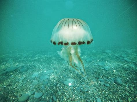 Wibble Wobble Wibble Wobble Jelly On A Plate R Thedepthsbelow