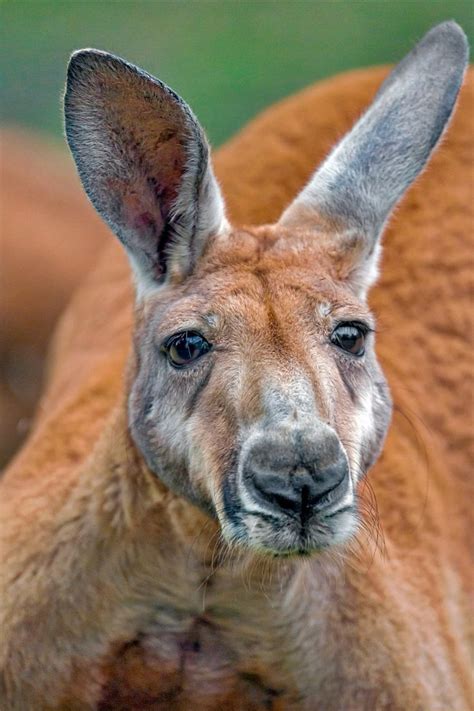 Male Red Kangaroo Red Kangaroo Face Photo Red Kangaroo Face Close Up