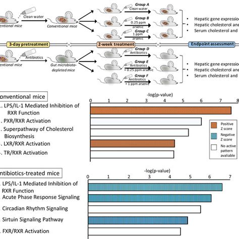 The Experimental Workflow And RNA Seq Transcriptome Sequencing Download Scientific Diagram