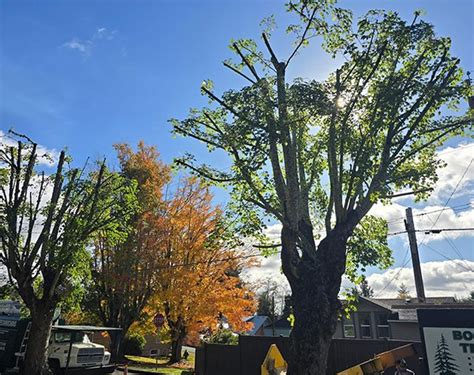 Tree Trimming In Aberdeen WA