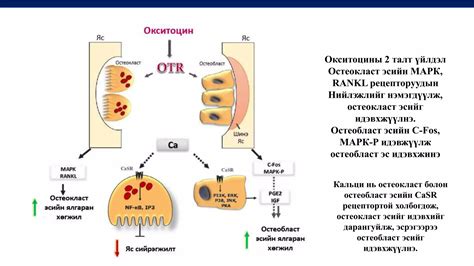 дотоод шүүрлийн физиологи Pptx