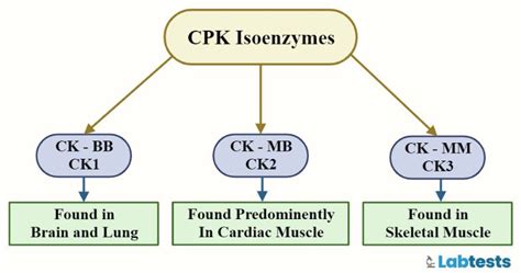 Creatine Kinase Ck Blood Test Normal Range High And Low Levels