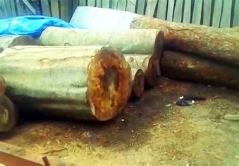 სამი არარეგისტრირებული სახერხი საამქრო გამოავლინეს Bpn Ge