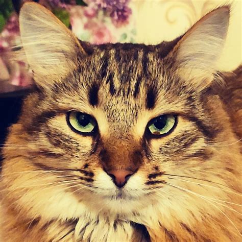 сибирская кошка Создать мем Meme