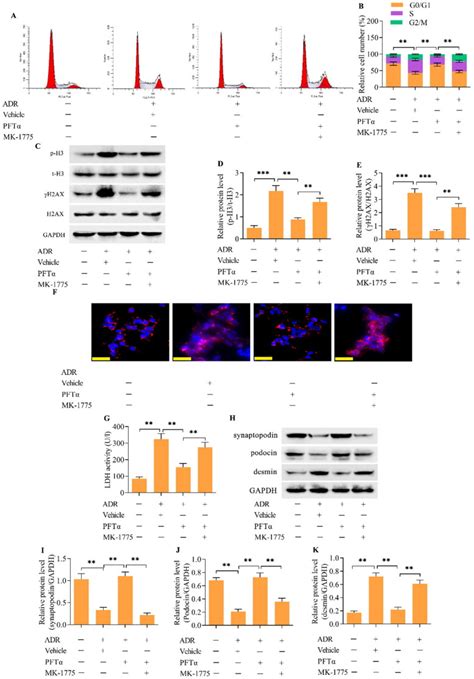 Hyperactivation Of P53 Contributes To Mitotic Catastrophe In Podocytes Through Regulation Of The