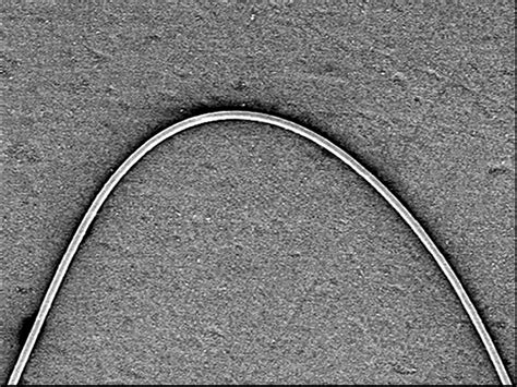 Scientific Image Glass Nanowire Nise Network