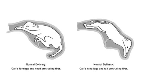 Calf Birthing Positions