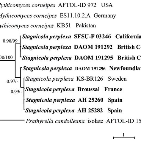 Phylogeny Of The Mythicomycetaceae Based On Bayesian Inference And Download Scientific Diagram
